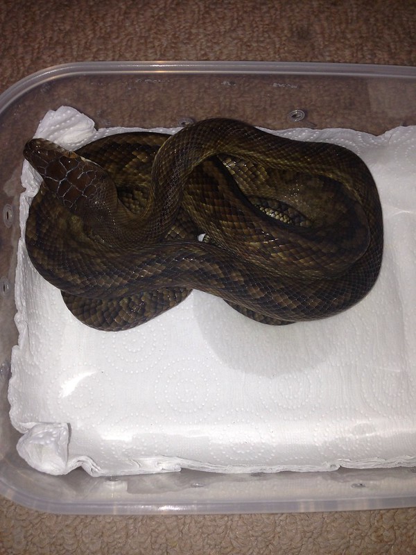 Merauke Scrub Python update | Reptile Forums