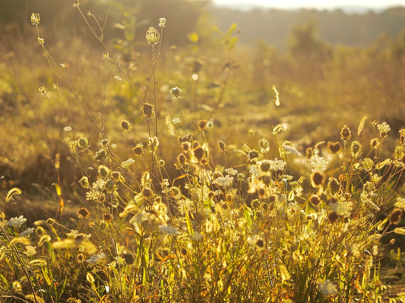 Sunlit Meadow: A Close-Up of Grasses and Wildflowers in Golden Hour